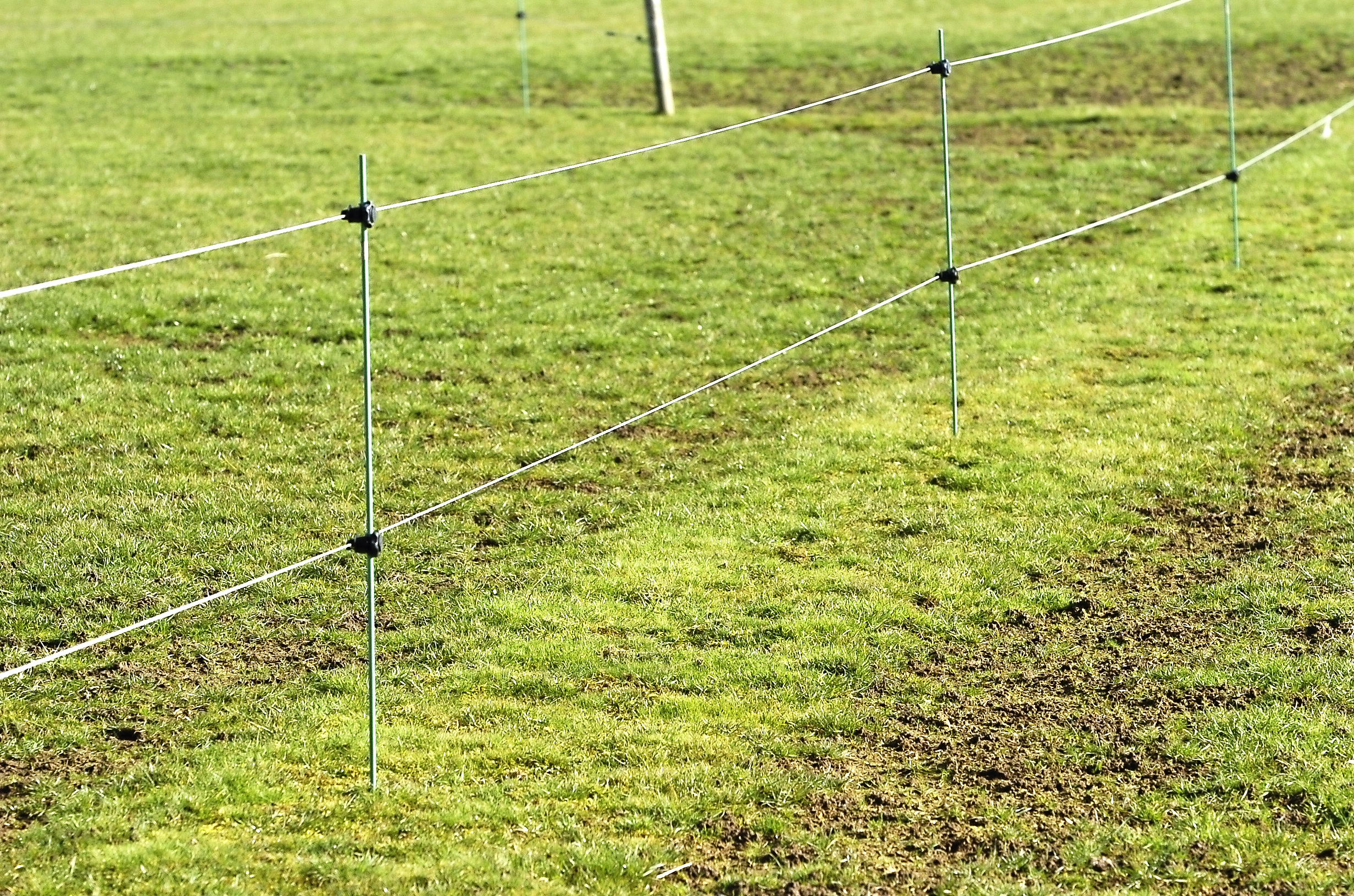Owners urged to check fencing after horse fatalities