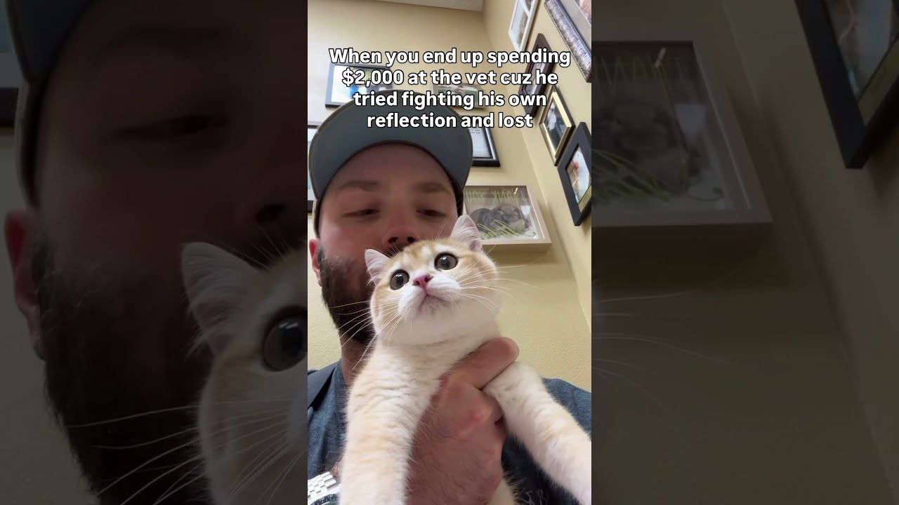 Cat vs its own reflection: Vet visit