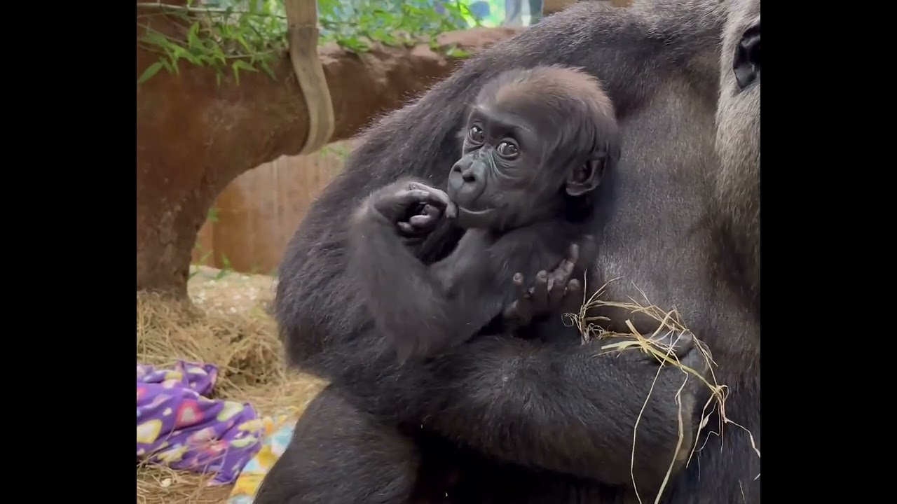 Fall in love with an adorable baby gorilla up close