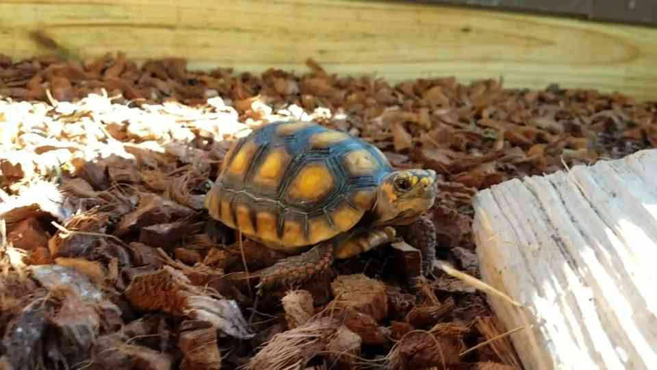 Nemo Clownfish vs Panther Grouper Feeding