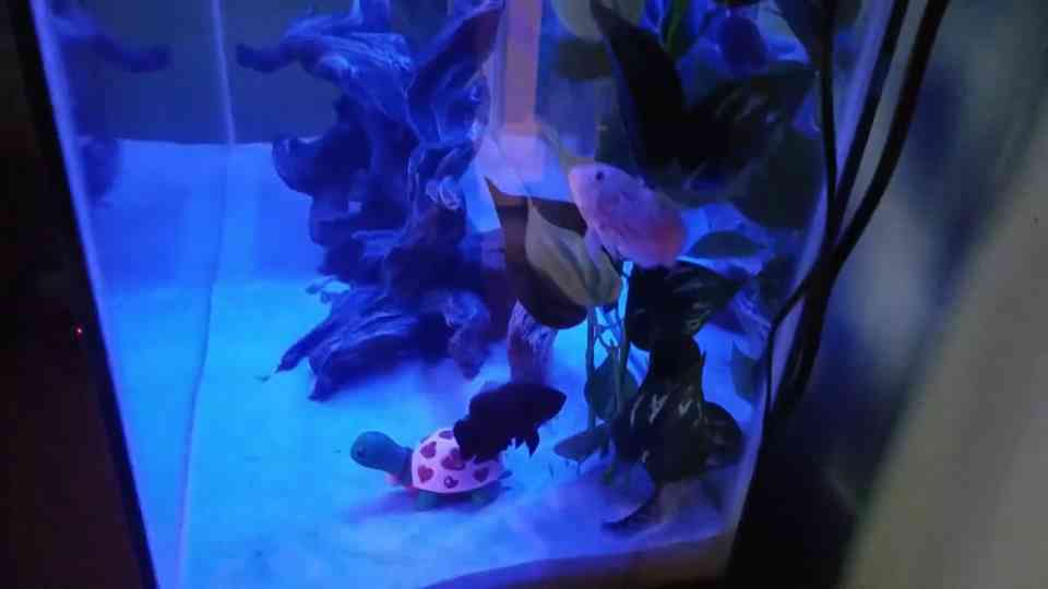 Cleanest homemade ecosystem