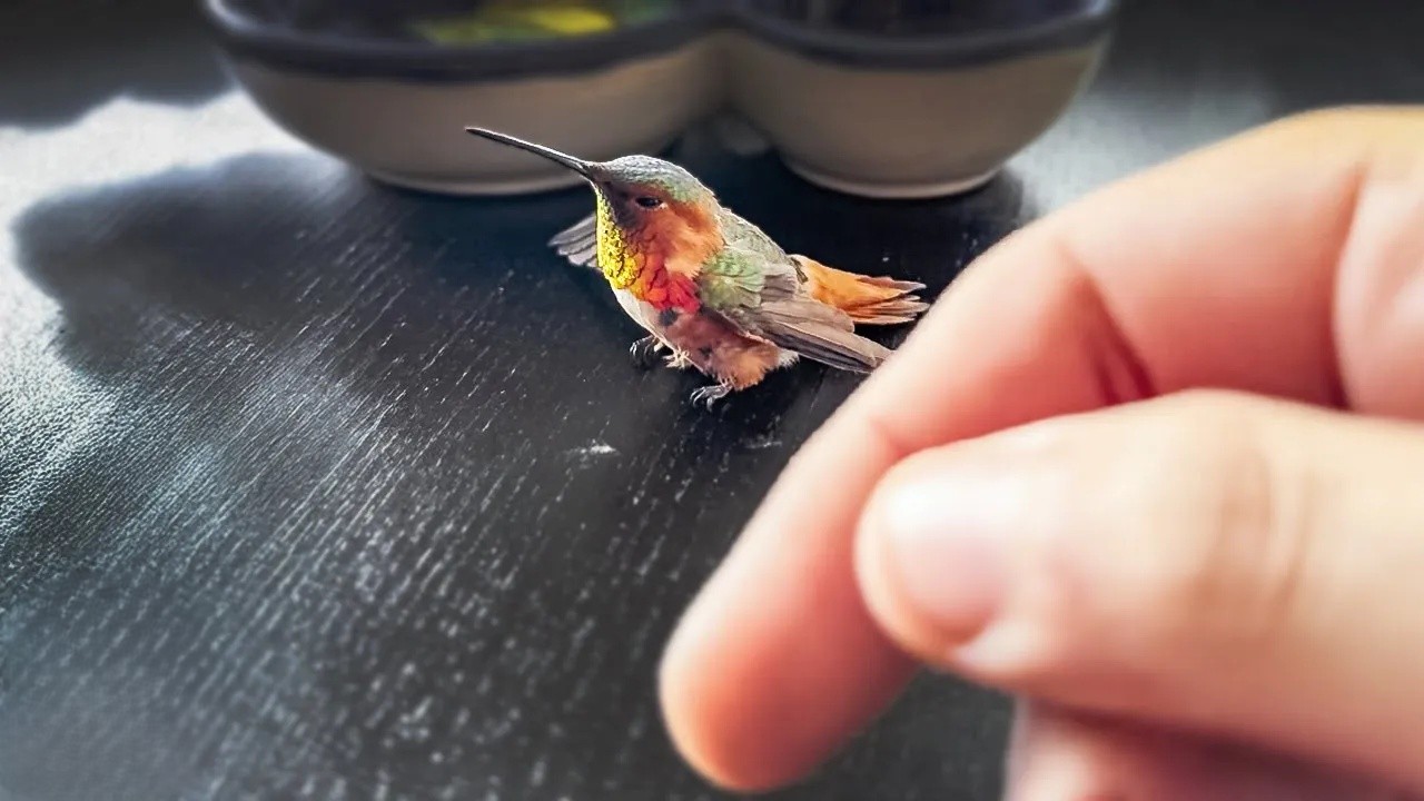 Tiny hummingbird changed her life - now she waits for him every day