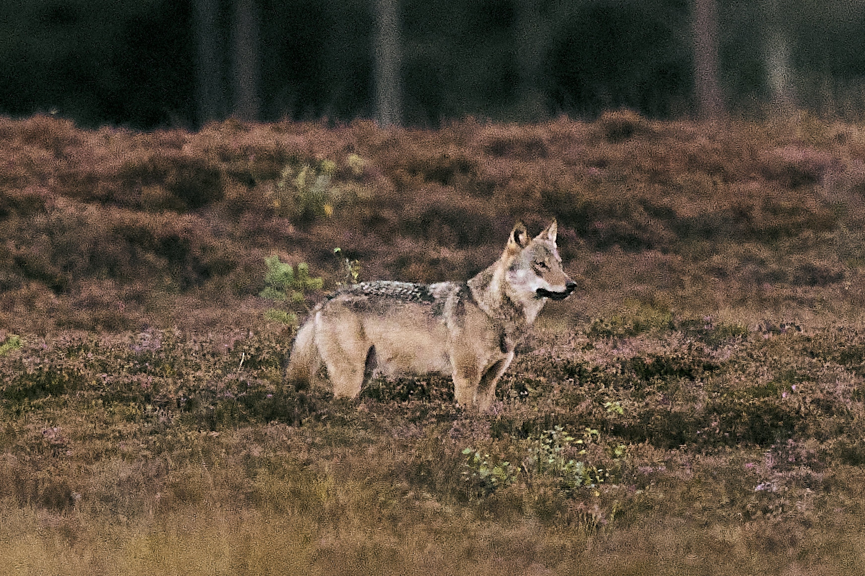 Minister lemper regler for hvornår ulve må skydes