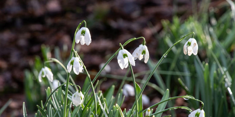 Winter gardening myths: 7 mistakes ruining your plants