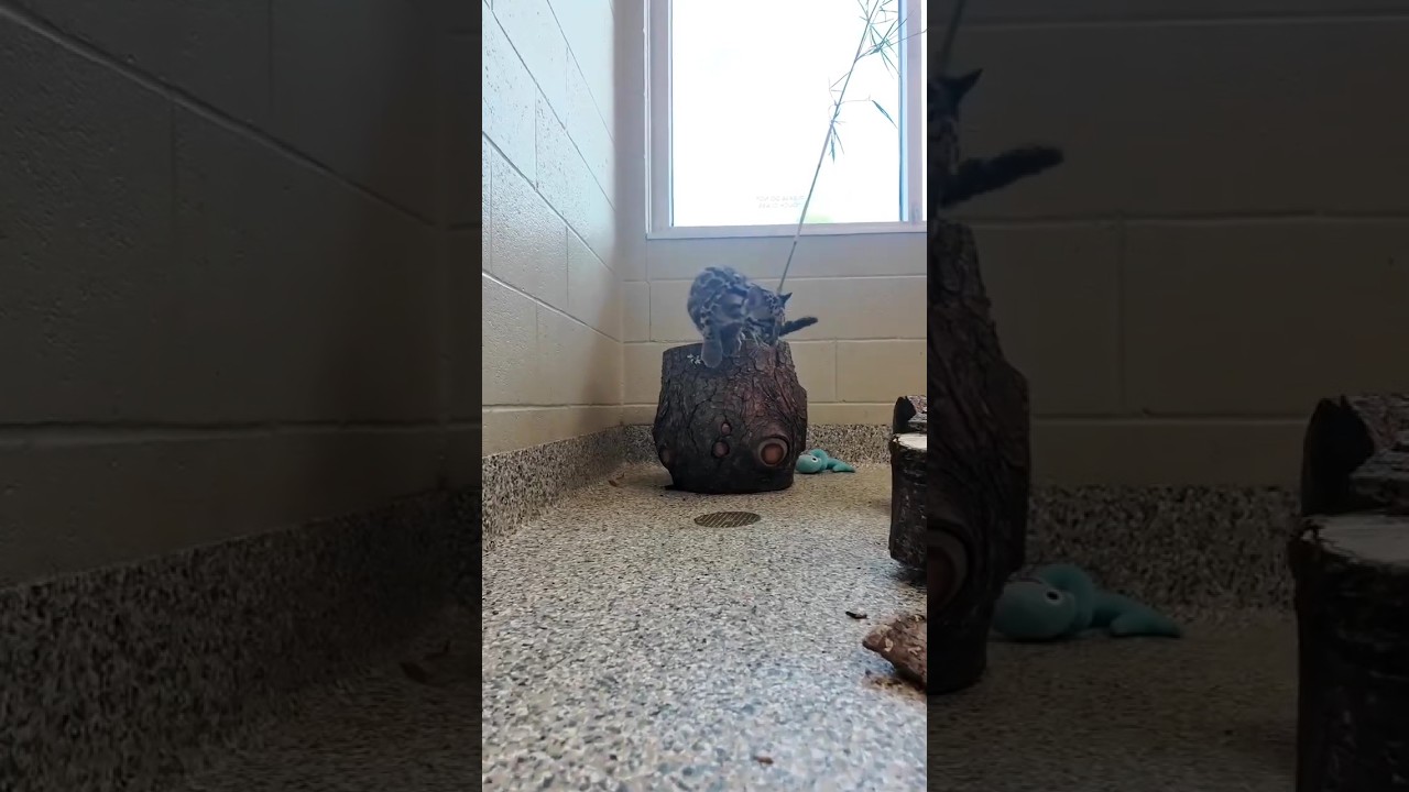 Playful ocelot siblings tumble, chase, and pounce nonstop