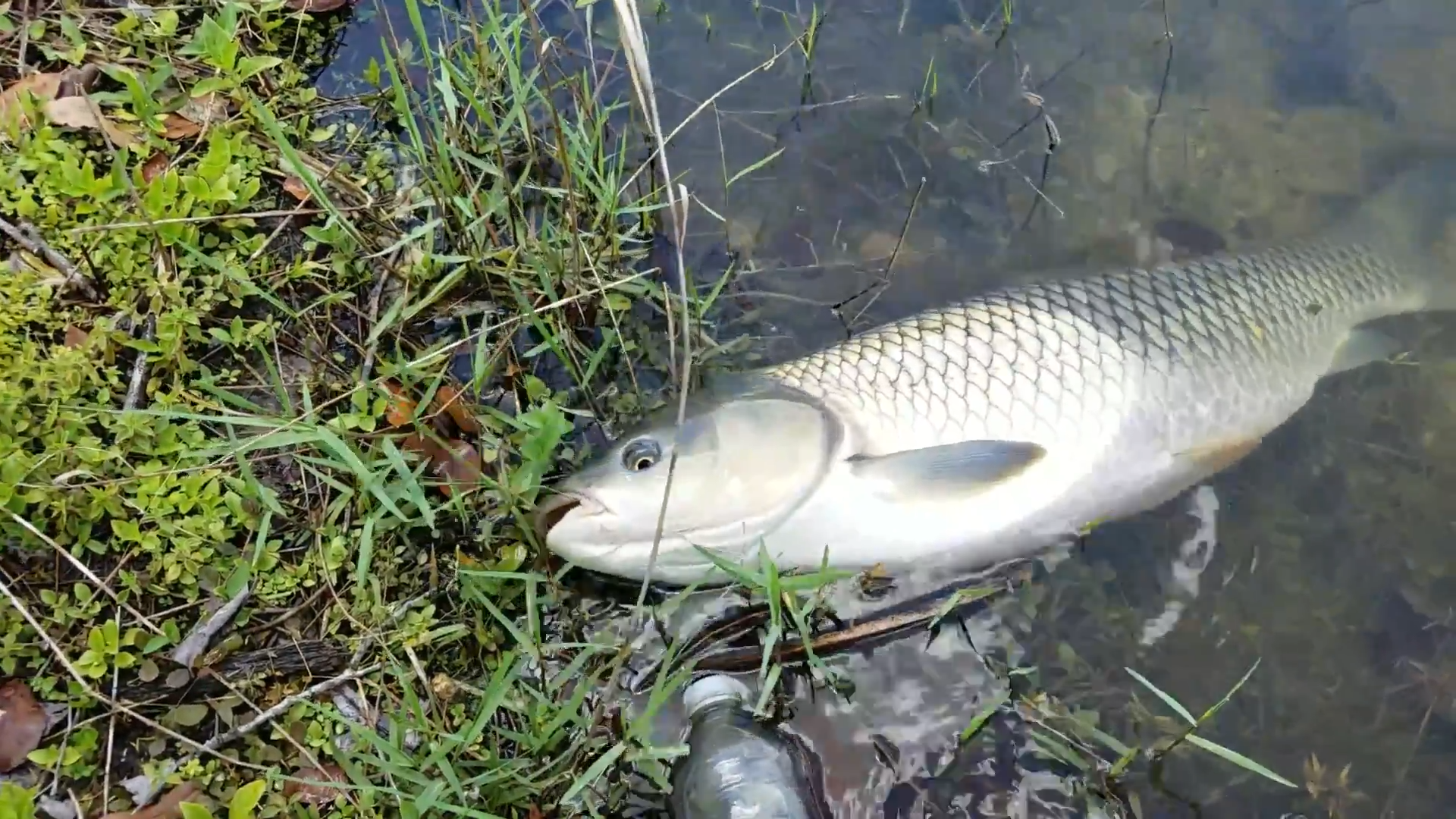 Micro rod fishing for fish that break the rules