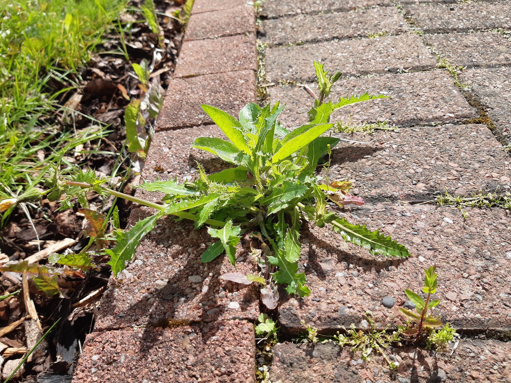 Council asked to ban use of controversial weedkiller