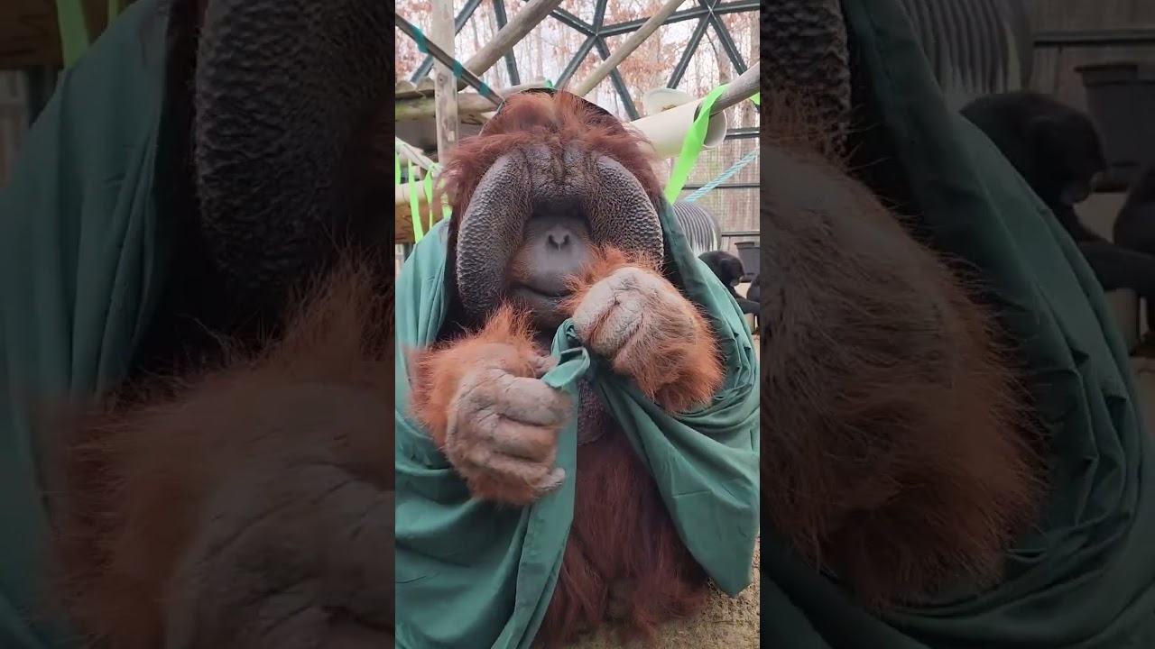 Smart orangutan shows incredible skill tying a complex knot