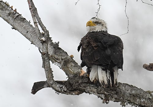 Over 700 bald eagles reported in Ohio