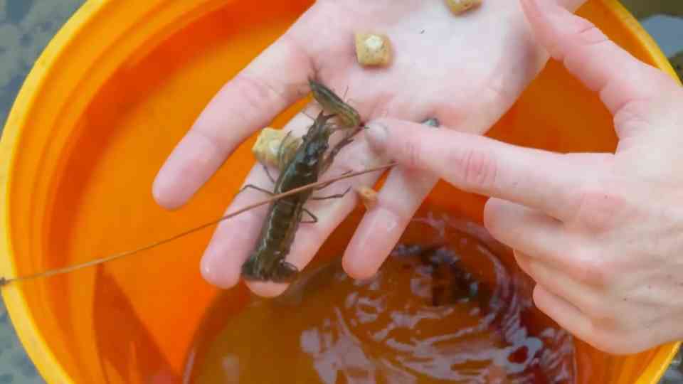 Hunting axolotls where alligators rule the creek