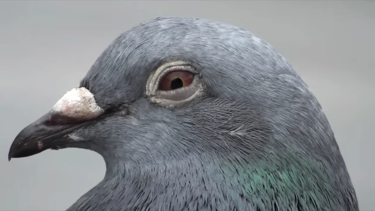 How pigeons outsmarted satellites and navigation apps
