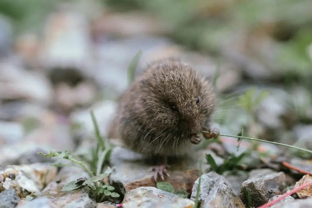 Extinción confirmada: las 6 especies animales que desaparecieron ...