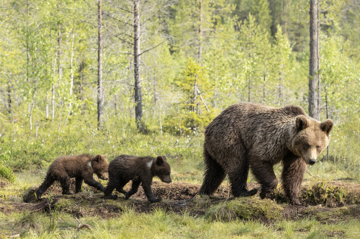 150+ cute bear names that are totally adorable