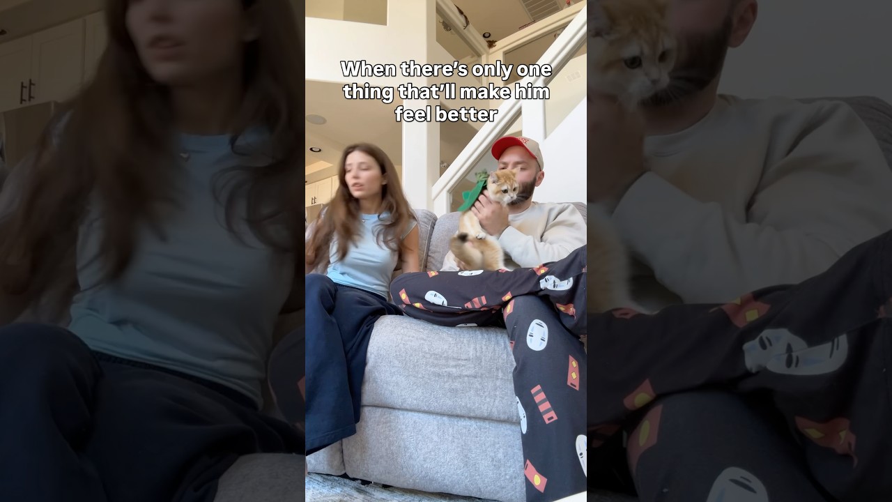 When not even a dragon chinchilla cat can cheer you up