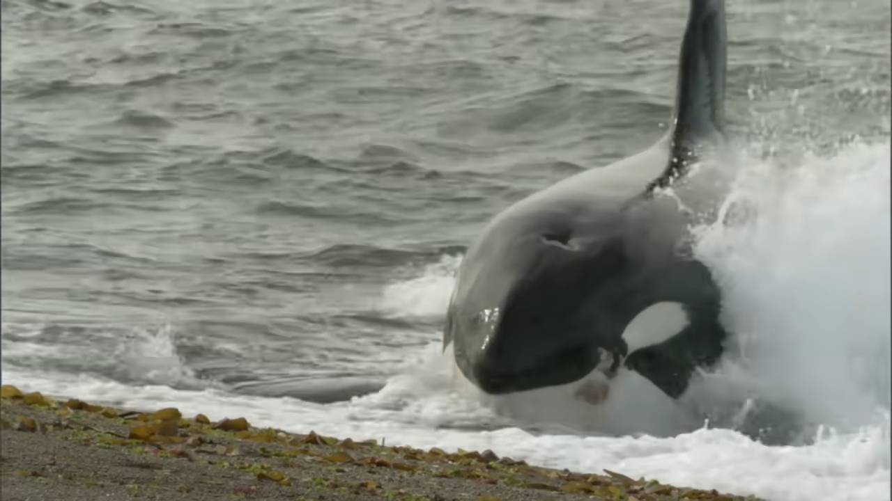 How killer whales once hunted side-by-side with humans