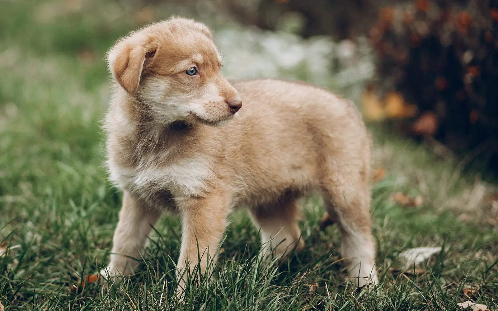 Pickup truck driver charged with running over puppy twice