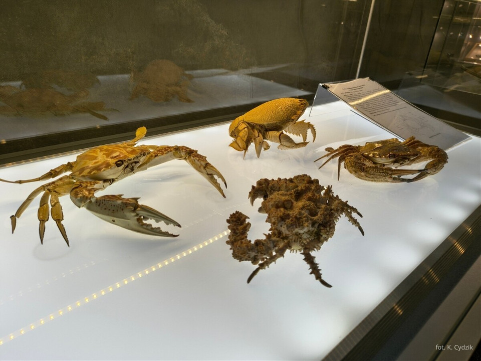 W Uniwersyteckim Centrum Przyrodniczym można podziwiać niezwykłe ...