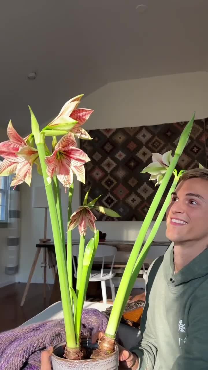 When the light hits just right #amaryllis #plants #youtubeshorts