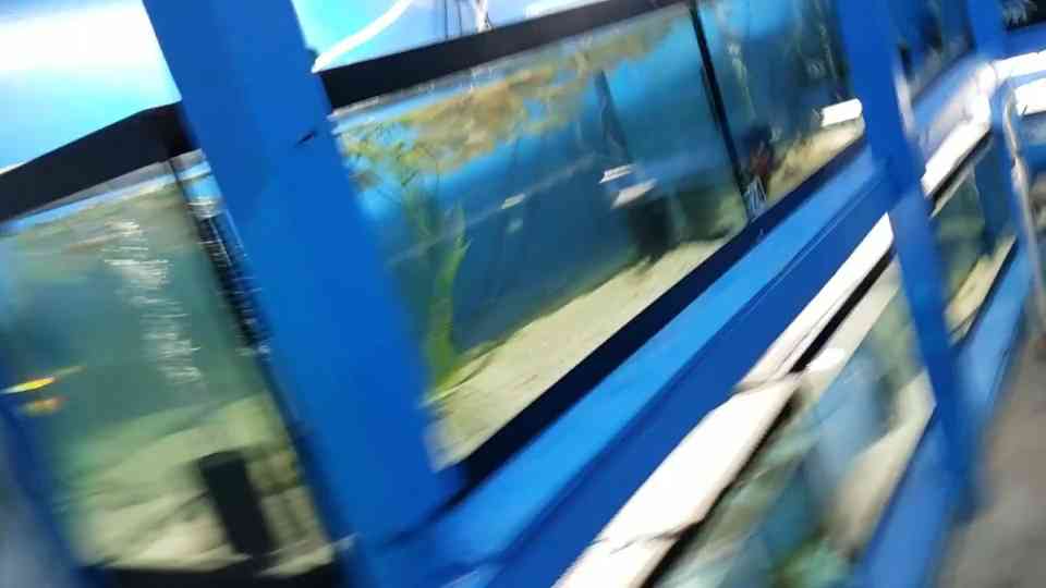 Rare exotic monster animals, pets and fish bash