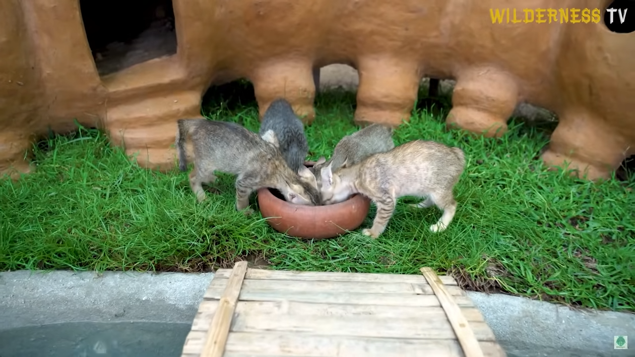 Cold nights, wet mud, and stray cats waiting while we kept going