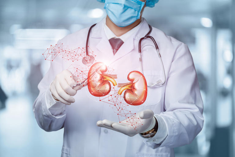 Researchers identify possible link between kidney disease and heart damage