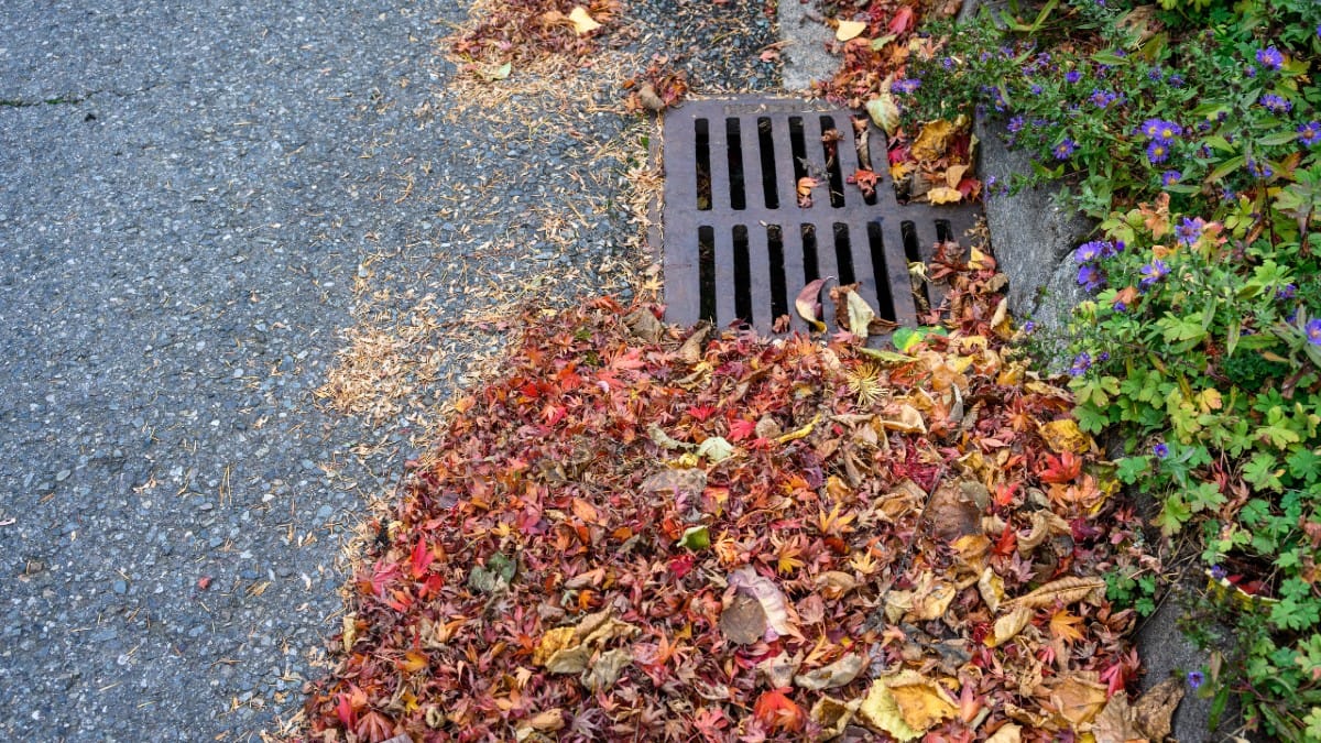 Dog won't stop sniffing a pile of leaves: Someone is hiding inside!