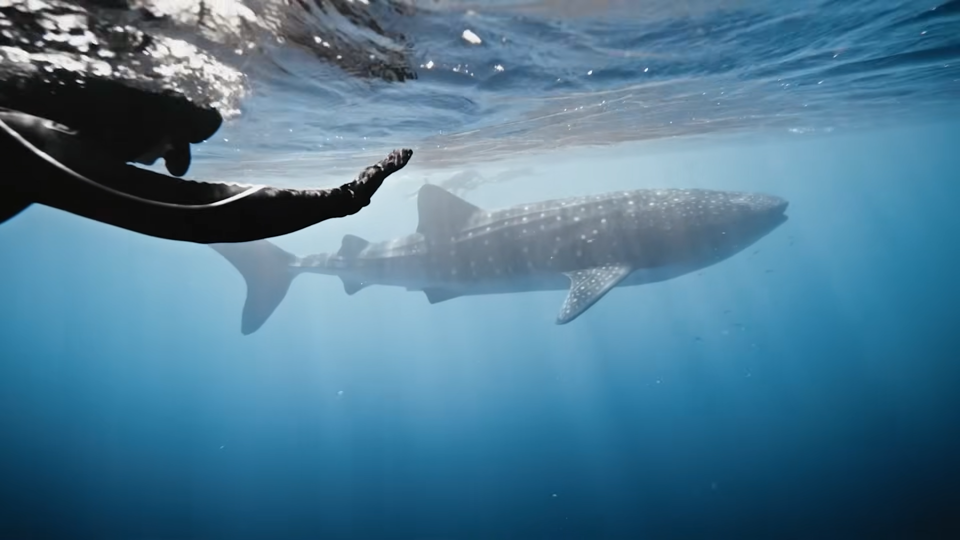 The ancient shark behind the "great white nightmare" narrative