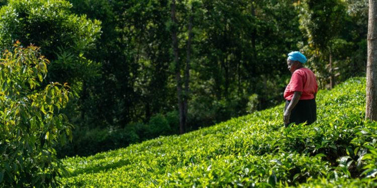 Israeli investor turns 520 acres in Nakuru into dream agri-residential ...