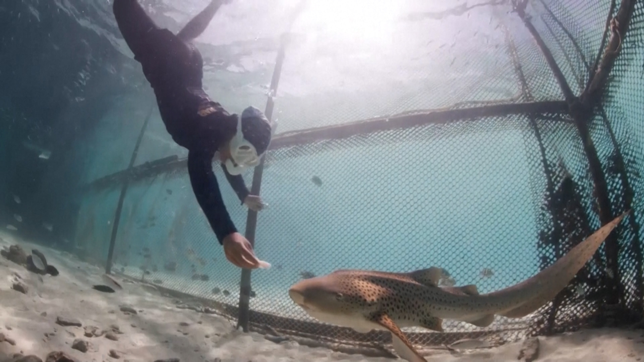 Thai conservationists reintroducing leopard sharks to Andaman Sea coast