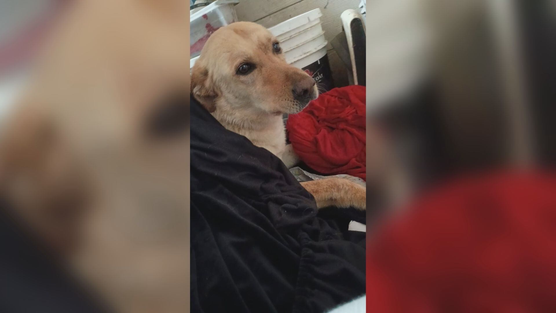 Stone County, Mo., man rescues woman and her dog from icy James River