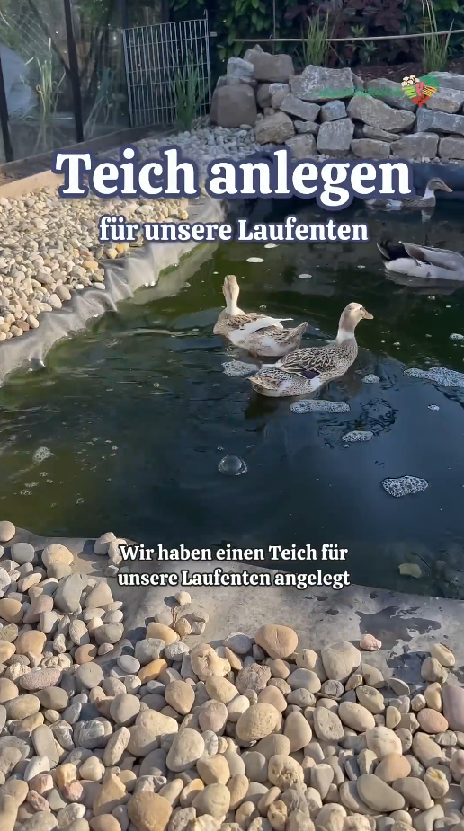 Einen Teich für Laufenten bauen