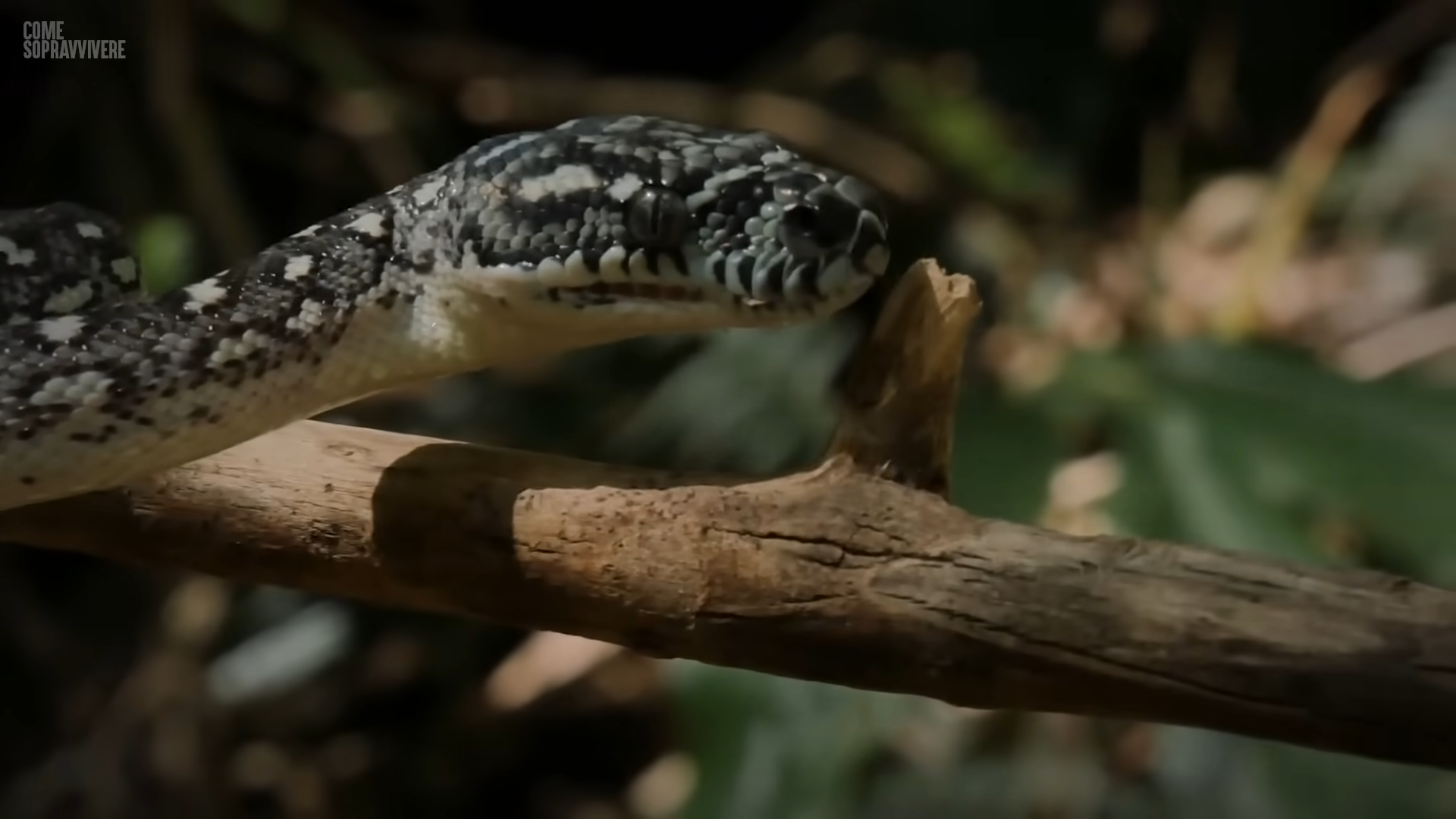 Sopravvivere al serpente più letale della terra; il Taipan dell'interno