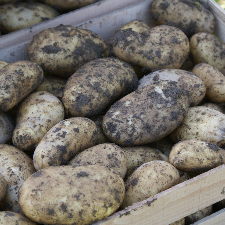 Grow these 7 vegetables at home to save money on your shopping bill