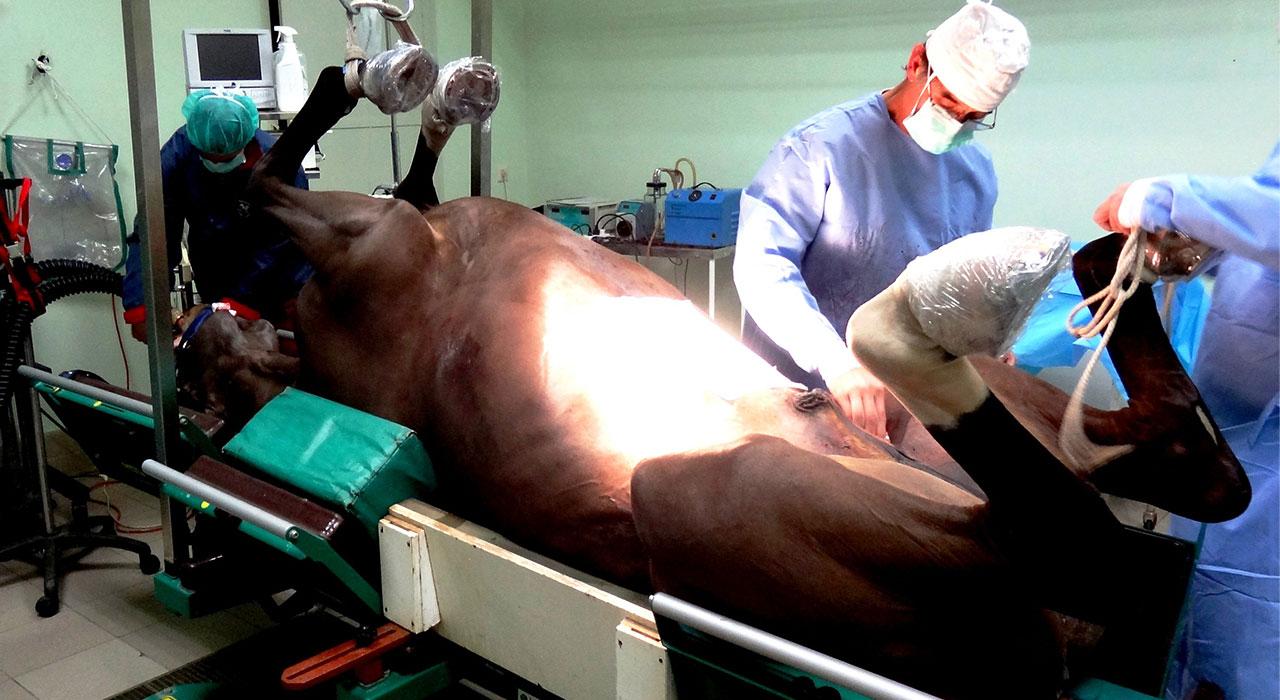 Prevención de infecciones incisionales tras cirugía de cólico en caballos