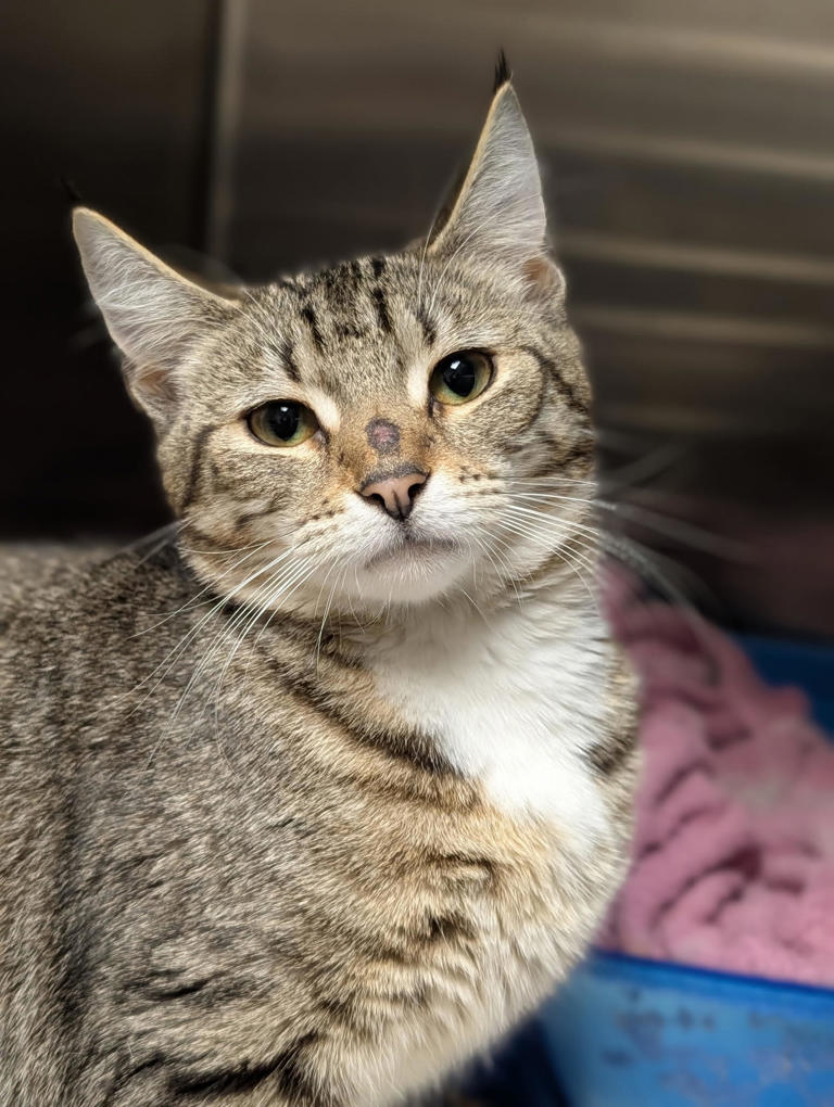 Should I get a cat or a dog?