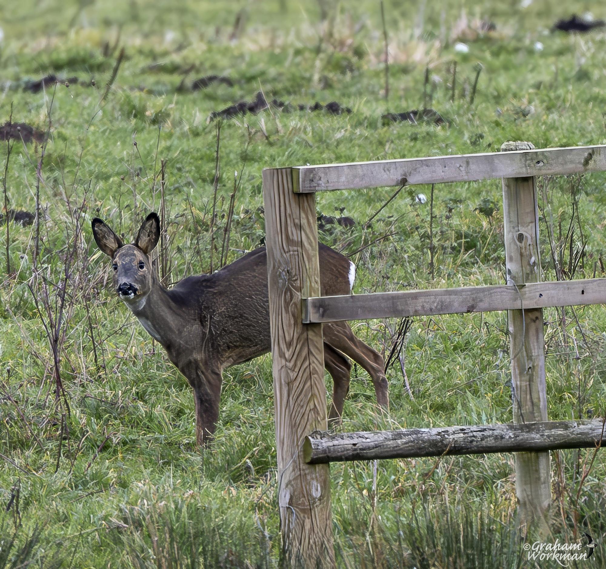 Nature notes with Graham: the roe deer
