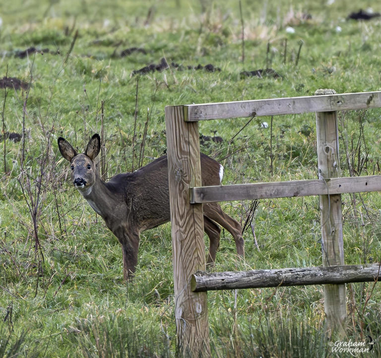 Nature notes with Graham: the roe deer