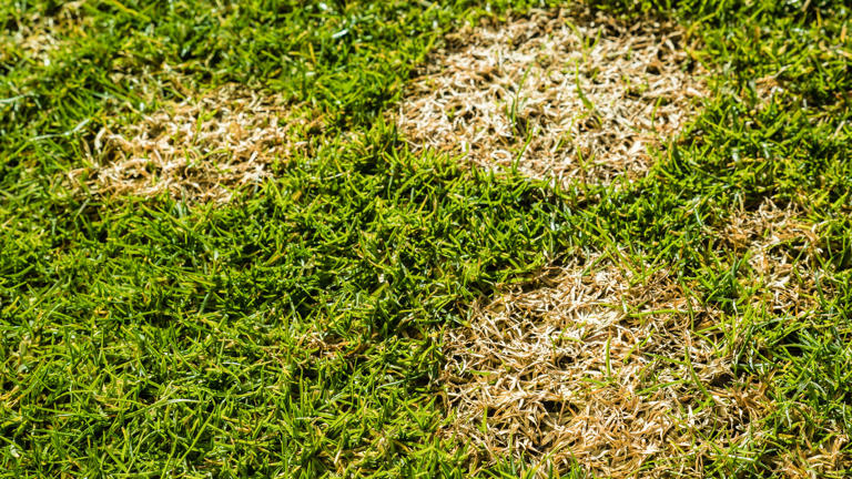 Your lawn is vulnerable to snow mold right now — here's how to protect ...