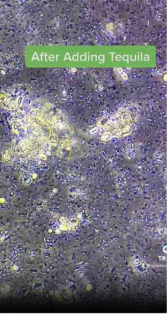 Bacteria vs. tequila alcohol under the microscope!
