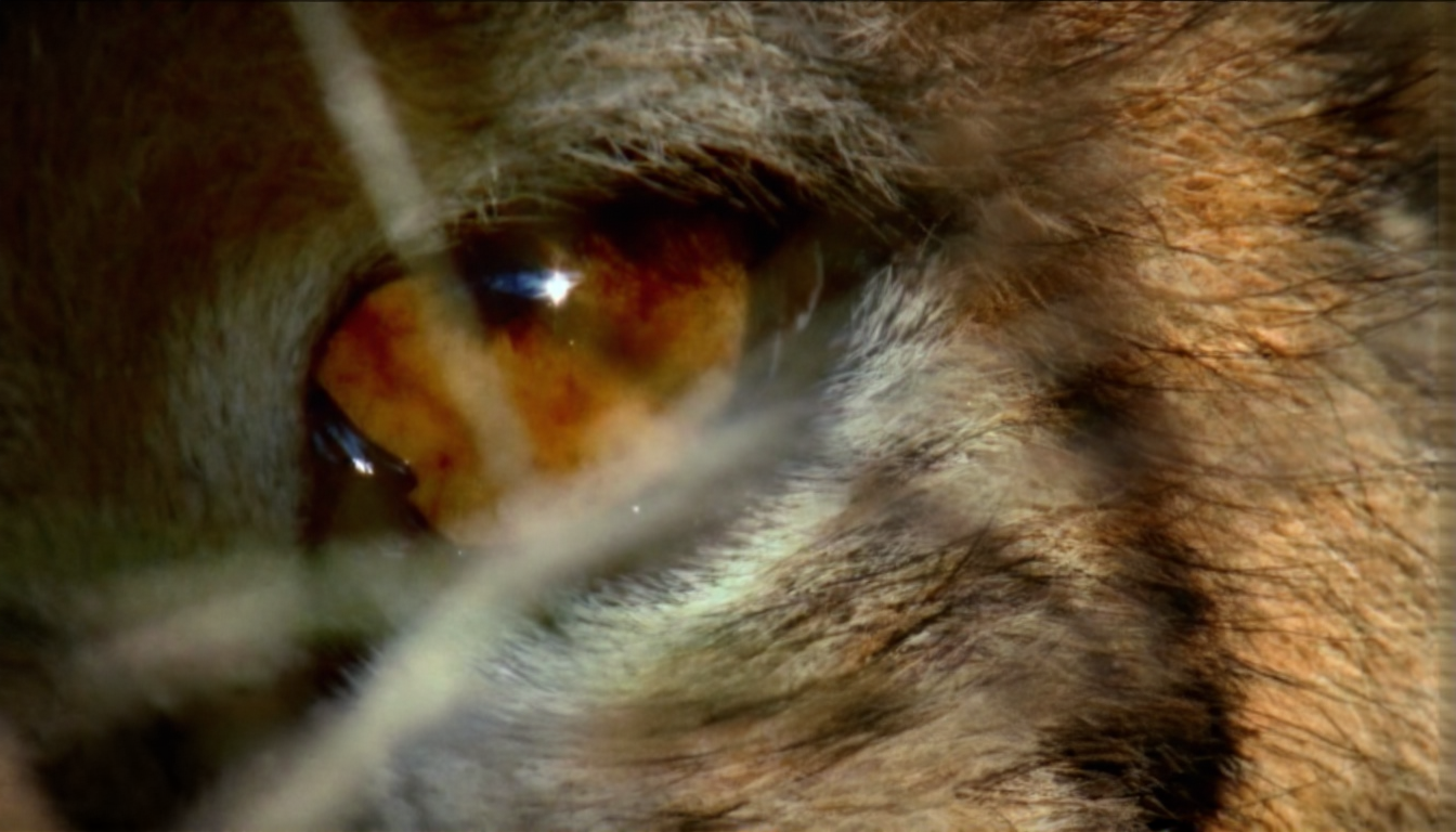 When raw power becomes a survival weapon in the natural world