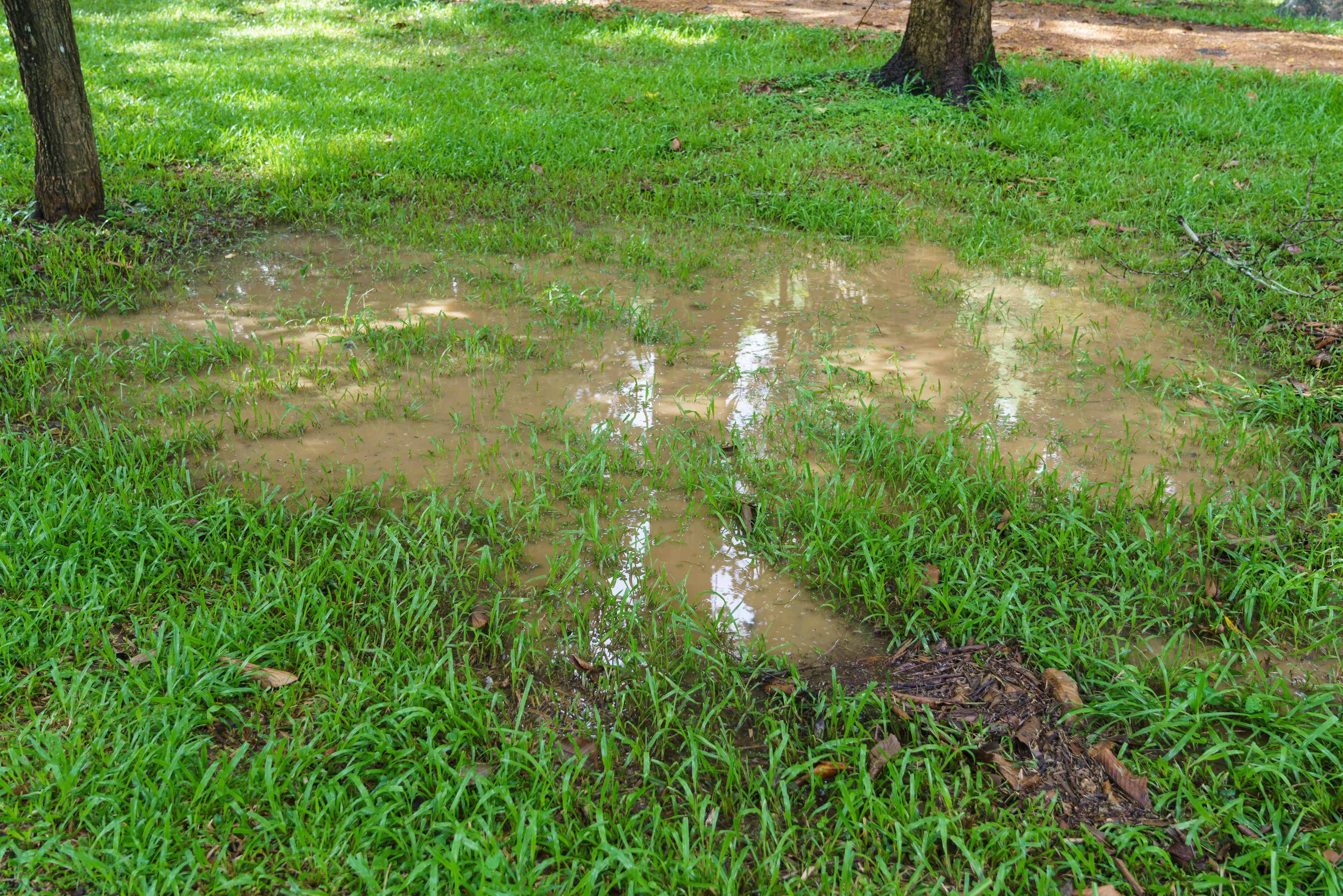 We asked landscaping pros how to keep mud under control and they gave ...