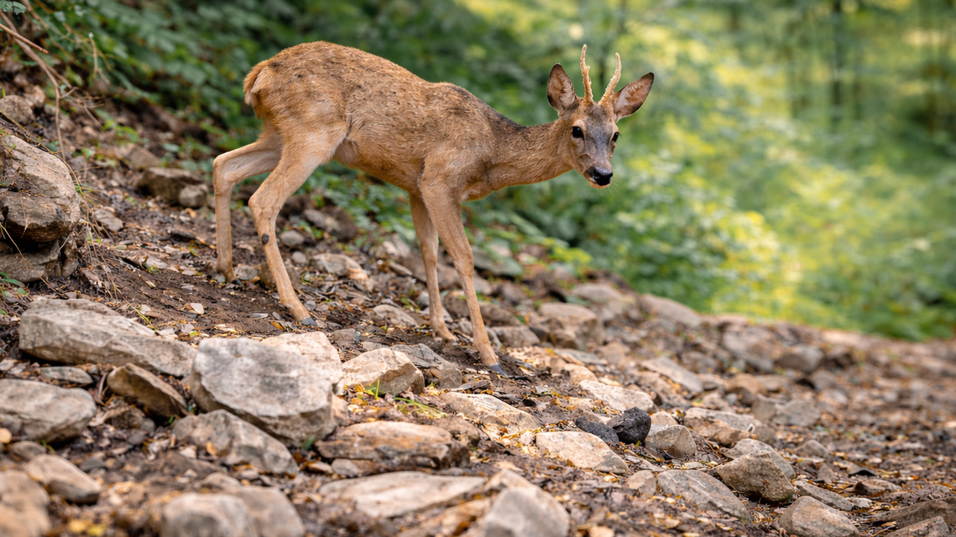 I didn’t check my camera trap for 7 days. Here’s what I found