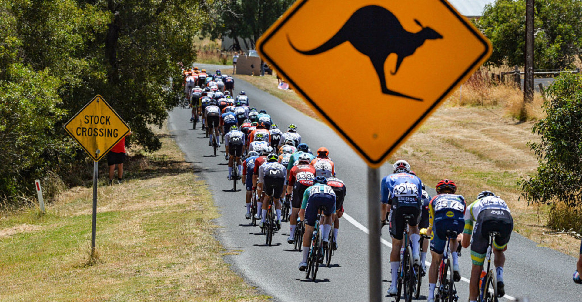 Kangaroos knock cyclists to the ground during bike race in Australia