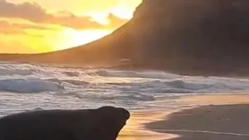 Watch: Rare elephant seal spotted at Palmiet Beach: Public urged to ...
