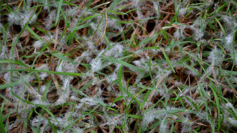 Your lawn is vulnerable to snow mold right now — here's how to protect ...