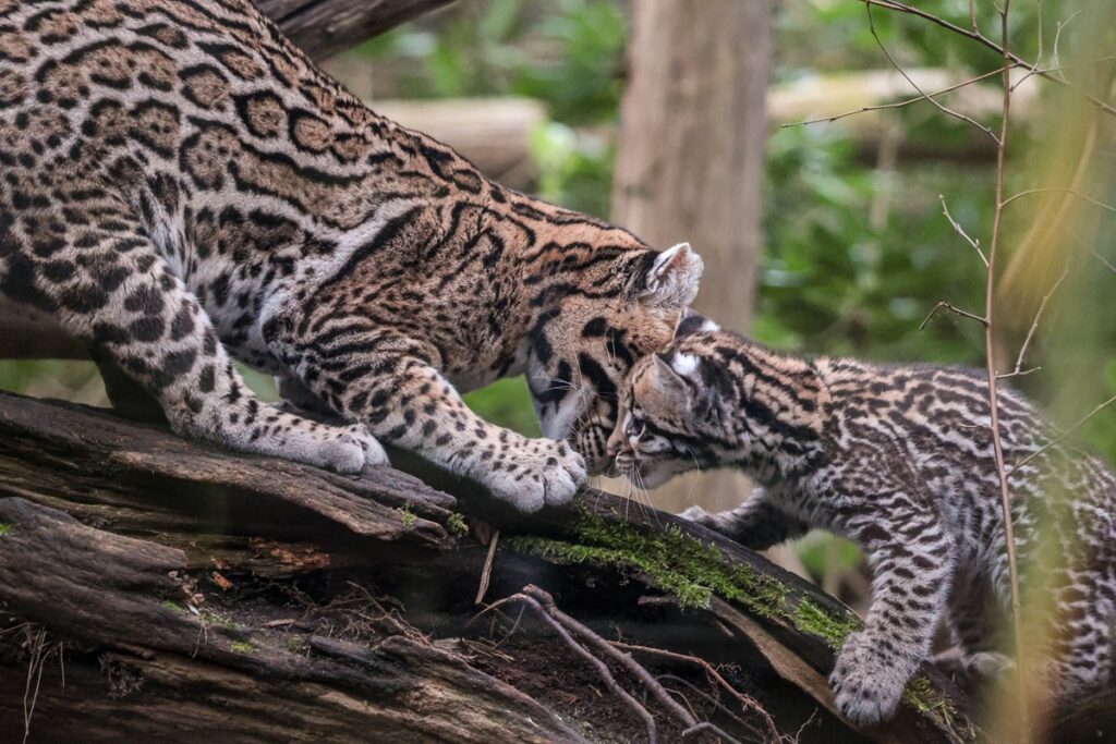 Naissance surprise au zoo de La Flèche : une femelle ocelot voit le jour