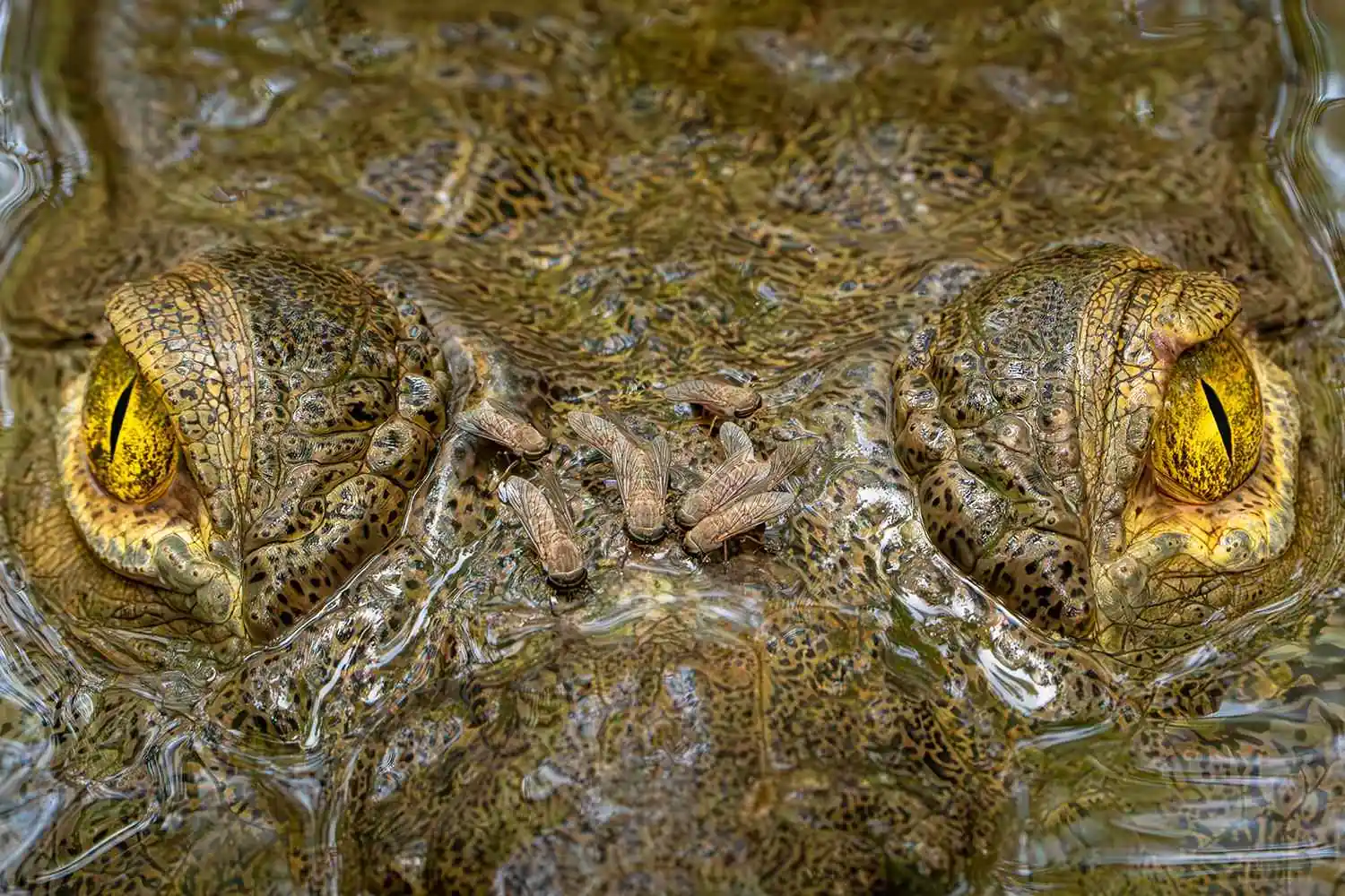 Fotografia de crocodilo coberto de moscas de Zeke Rowe vence prêmio da ...