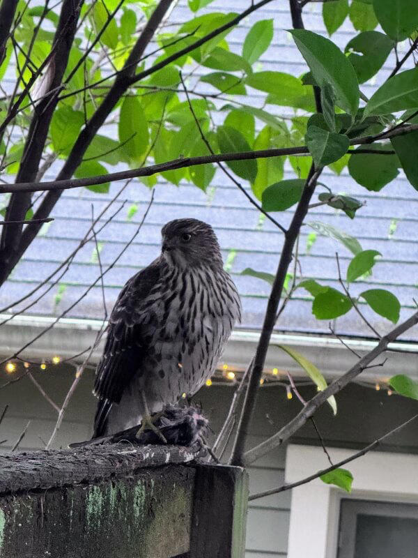 Homeowner captures stunning photo of unexpected yard visitor: 'Pretty'