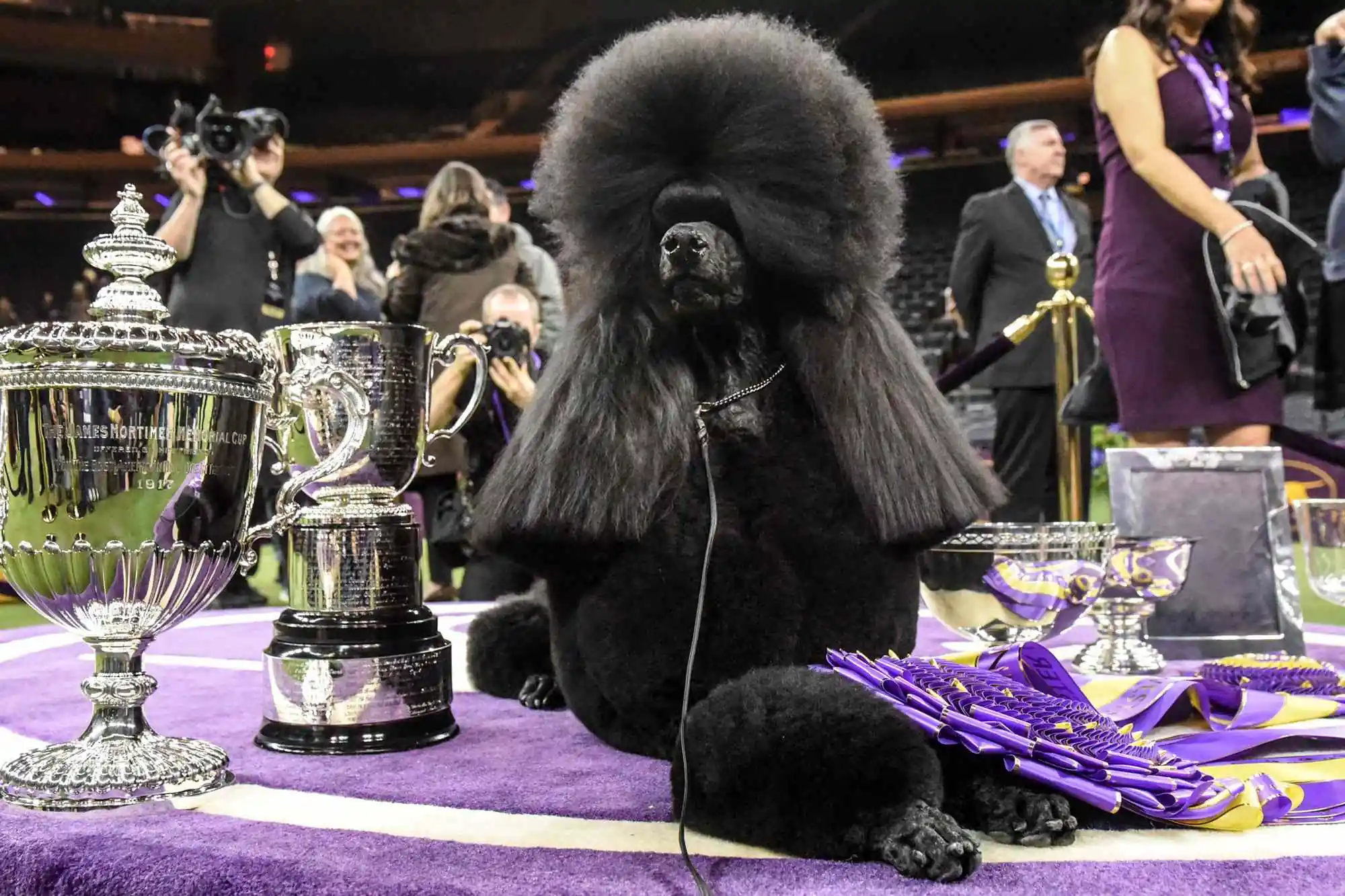 Monty, Siba e Bono retornam ao Westminster Kennel Club Dog Show para ...