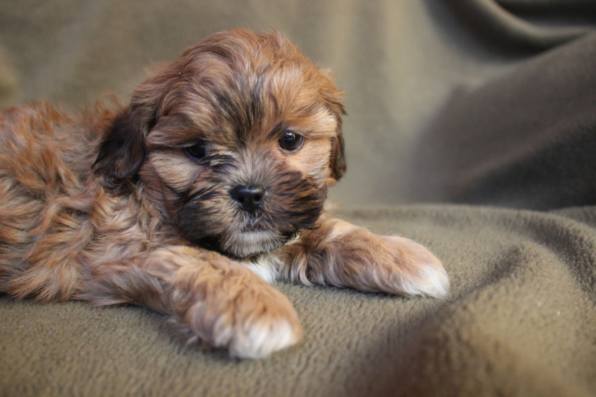 Excited Shih-Tzu puppy meeting timid German shepherd is too cute for words